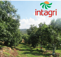 La Poda en el Cultivo de Aguacate | Intagri S.C.